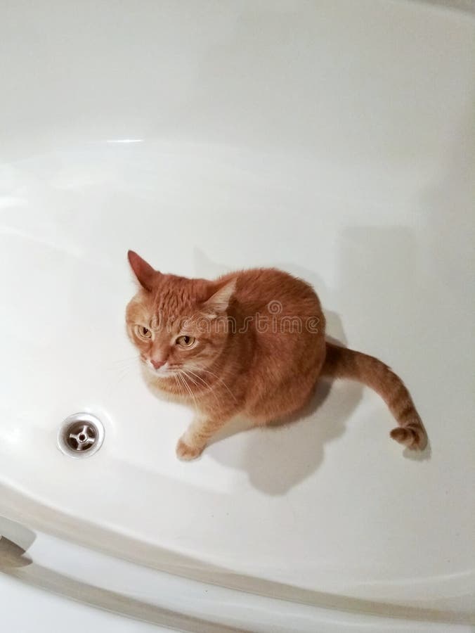 601 Angry Cat Bath Stock Photos - Free & Royalty-Free Stock Photos from ...