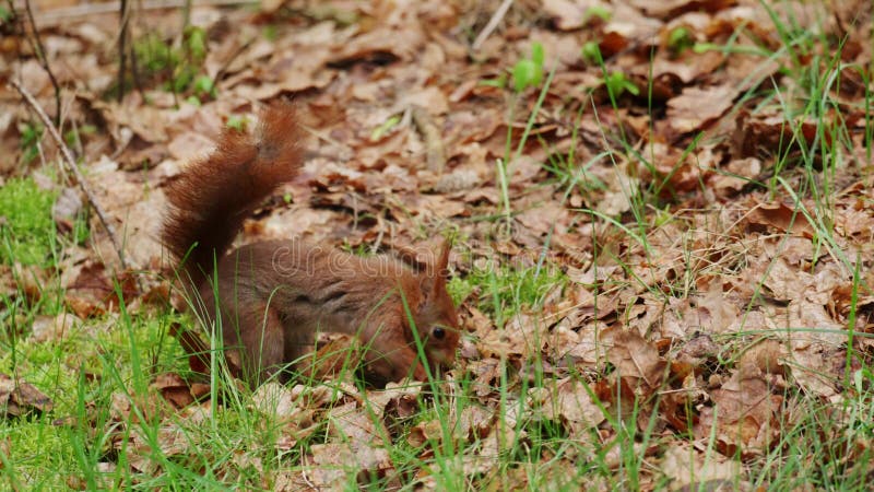 Red Cute Squirrel Jumping and Running Around Dried Grass in the Forest ...