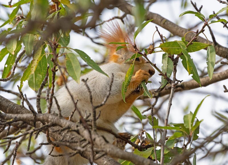 Red Cute Squirrel with Long Ears Stock Image - Image of fluffy ...