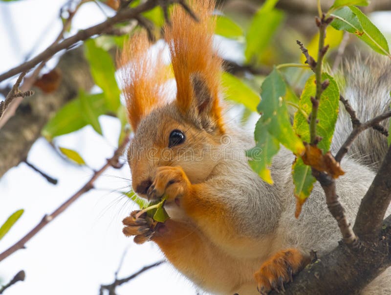 Red Cute Squirrel with Long Ears Stock Image - Image of park, fluffy ...