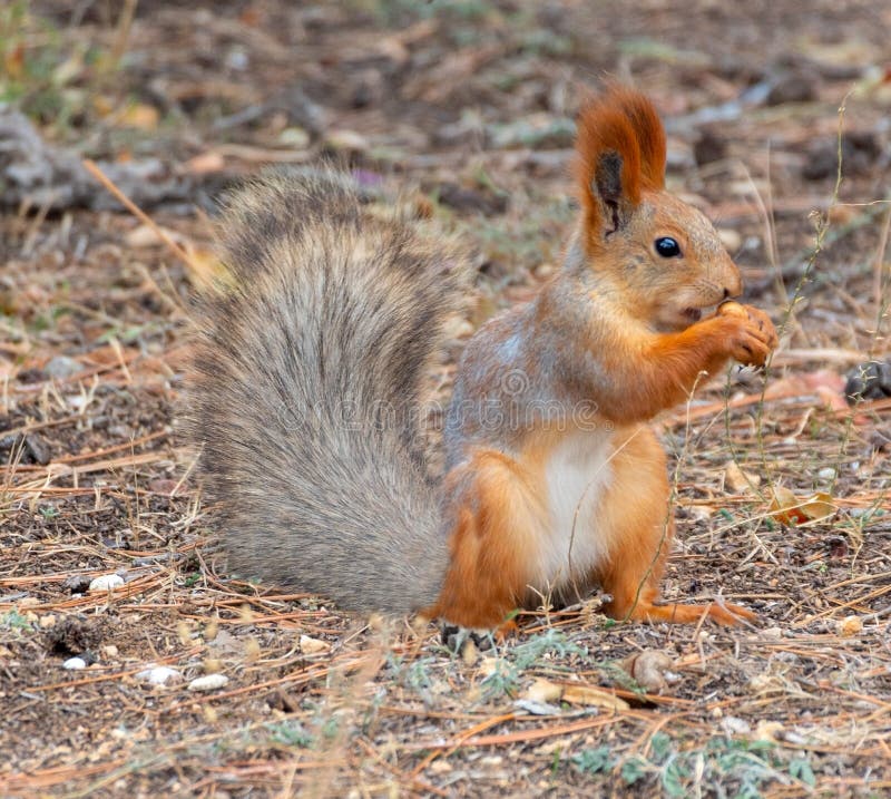 Red Cute Squirrel with Long Ears Stock Image - Image of animal, fluffy ...
