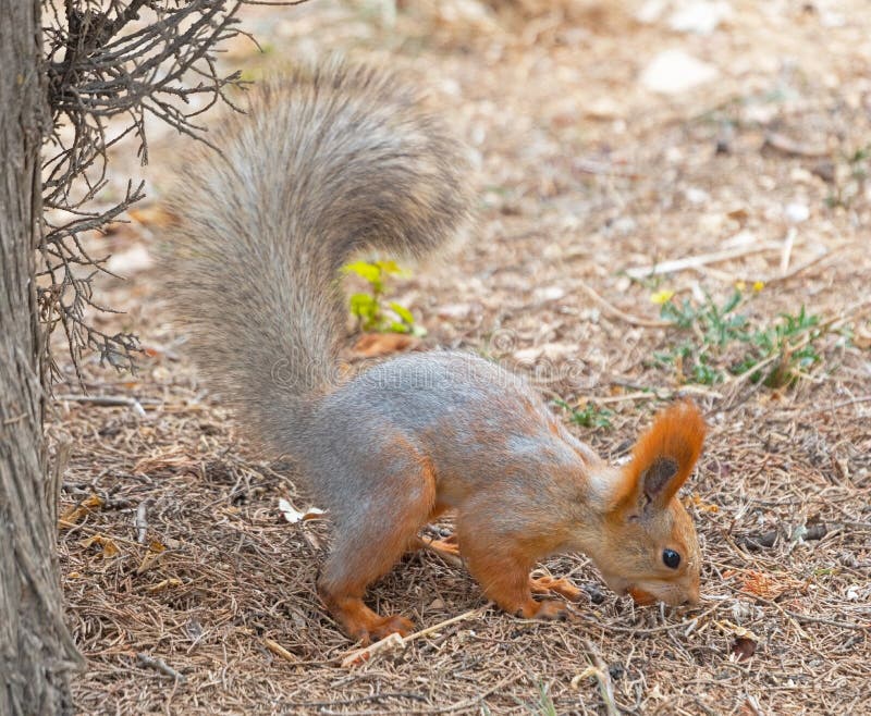 Red Cute Squirrel with Long Ears Stock Image - Image of animal, fluffy ...