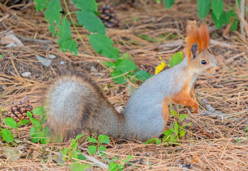 Red Cute Squirrel with Long Ears Stock Image - Image of animal, fluffy ...