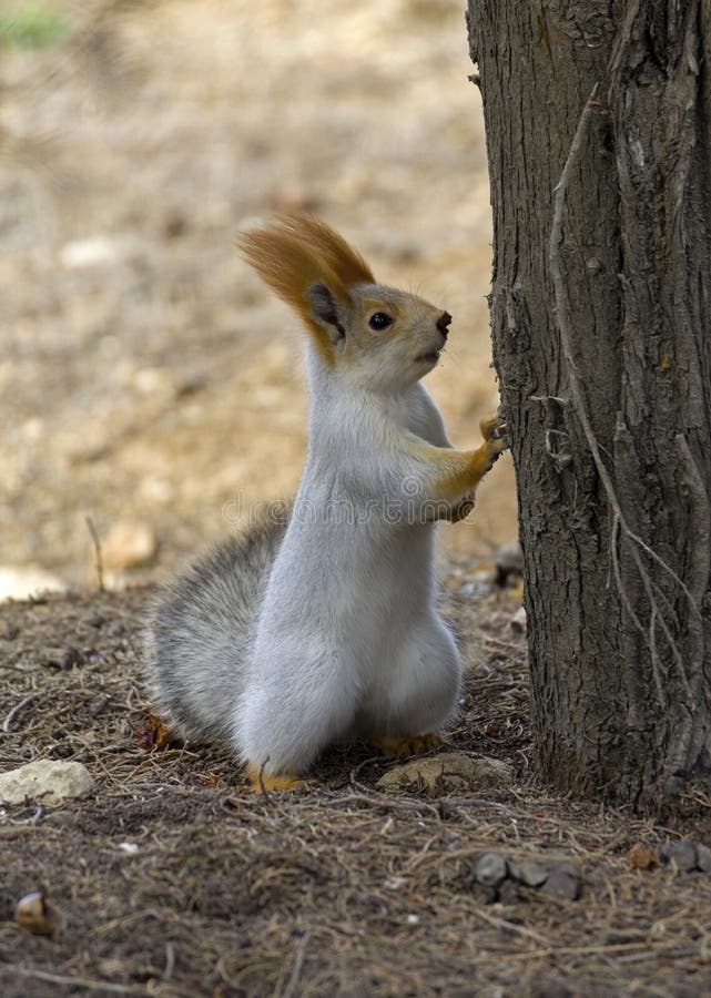 Red Cute Squirrel with Long Ears Stock Image - Image of animal, fluffy ...