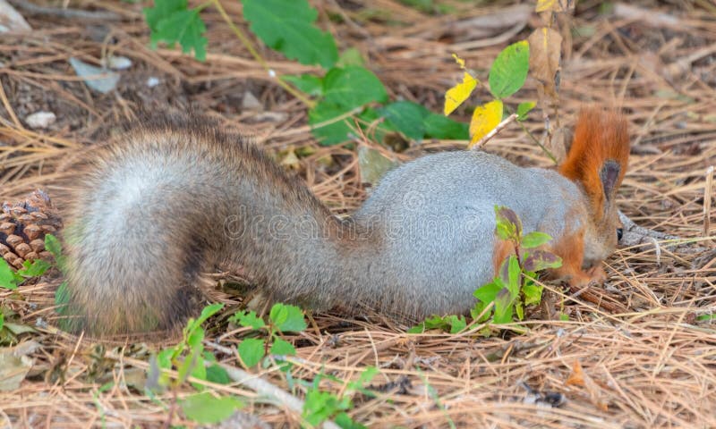 Red Cute Squirrel with Long Ears Stock Image - Image of beauty, outdoor ...