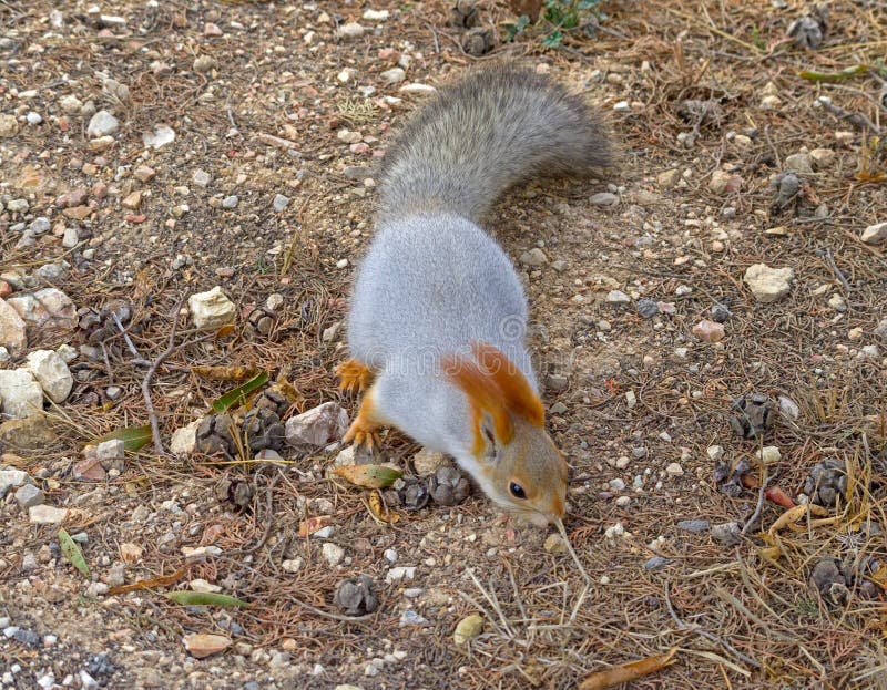 Red Cute Squirrel with Long Ears Stock Image - Image of nature, funny ...