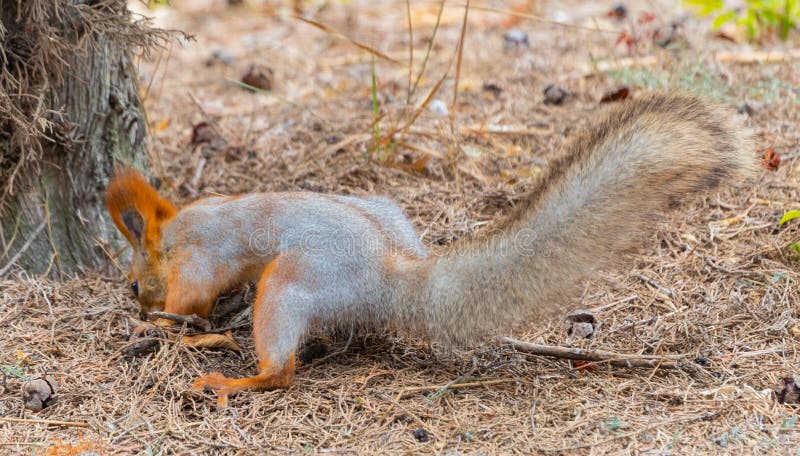 Red Cute Squirrel with Long Ears Stock Image - Image of animal, fluffy ...