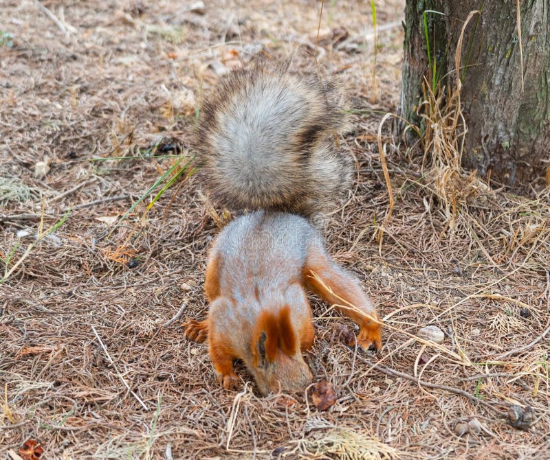 Red Cute Squirrel with Long Ears Stock Image - Image of animal, fluffy ...