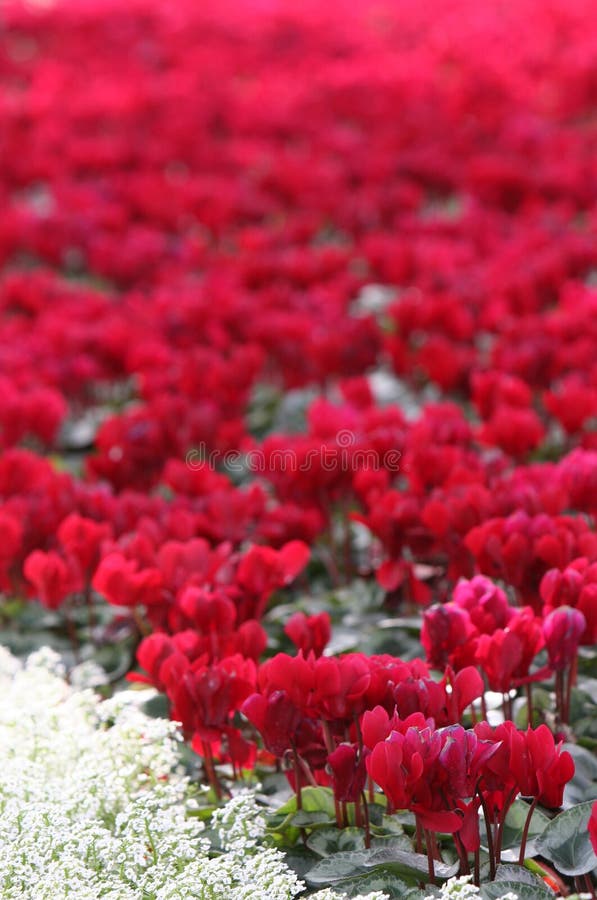 Red Cyclamen stock photo. Image of bloom, field, alyssum - 1603888