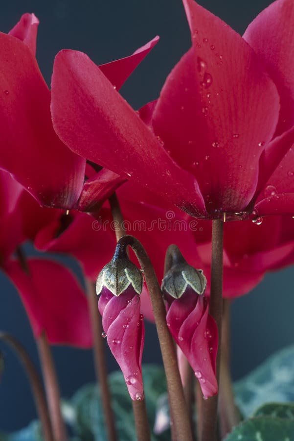 Cyclamen flower stock image. Image of petal, persicum - 50178351
