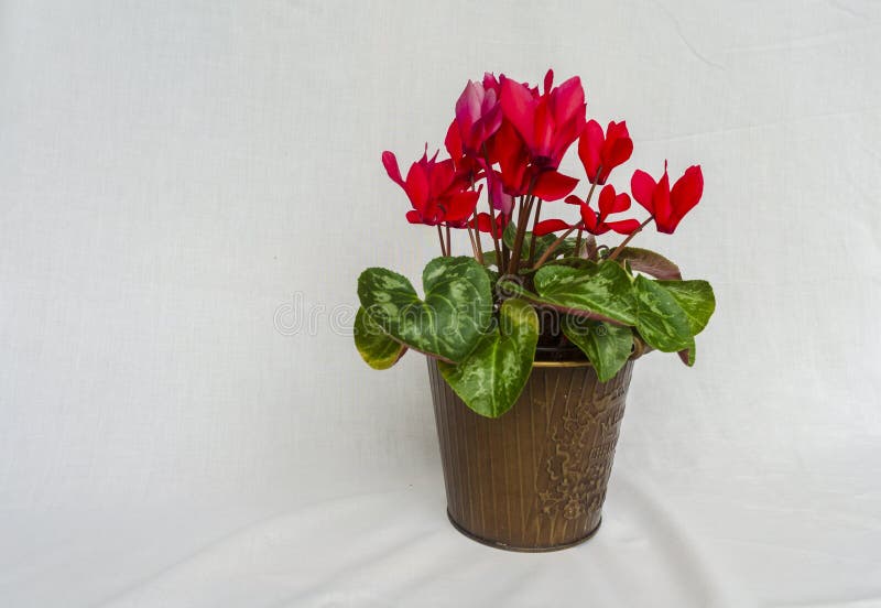Red Cyclamen in a Bronze Coloured Pot on a White Background Stock Image ...