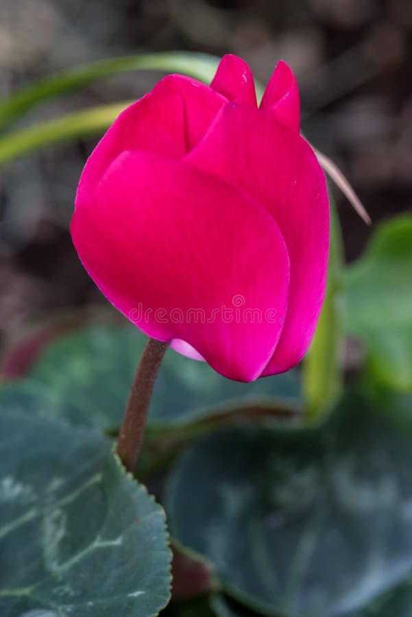 Red Cyclamen Flower stock photo. Image of beautiful - 170314088