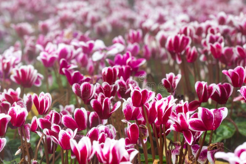 Red Cyclamen stock image. Image of cyclamen, houseplant - 49158949