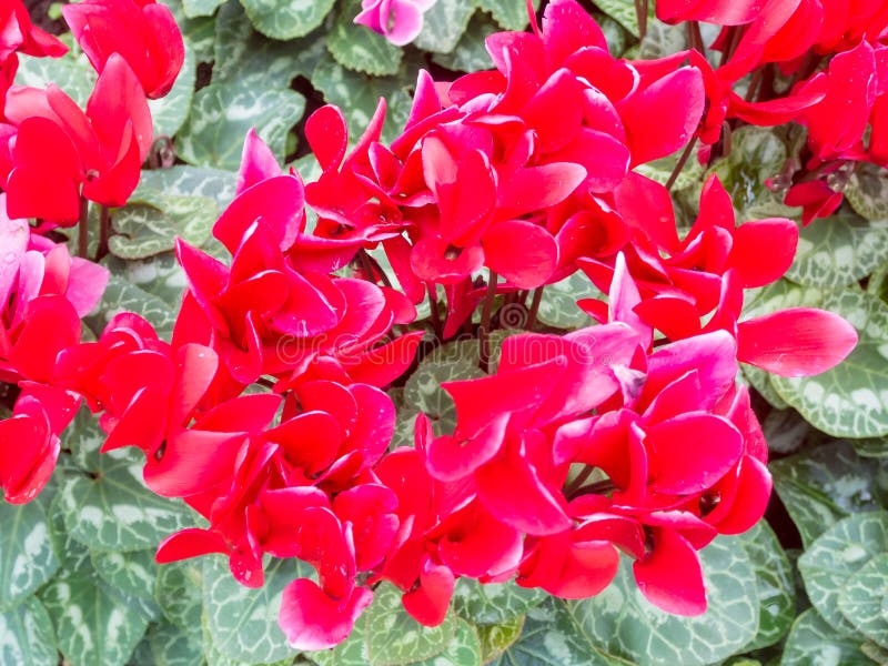 Red Cyclamen Flower in Garden Stock Image - Image of garden, botany ...