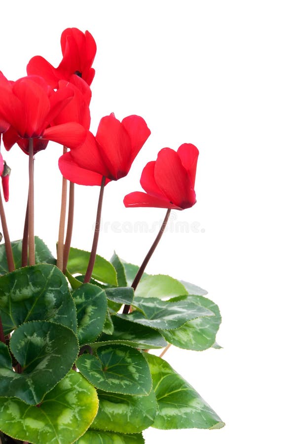 Red cyclamen flowers stock photo. Image of petals, stems - 53370812