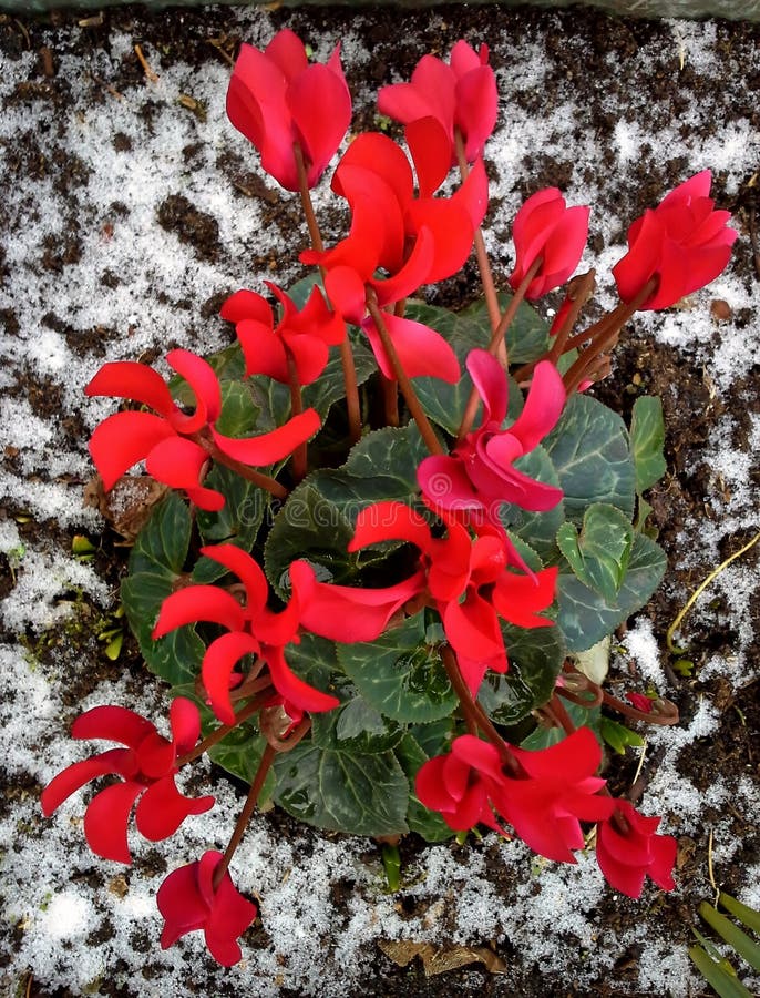 Red Cyclamen Plant Surrounded by Snow Stock Photo - Image of flower ...