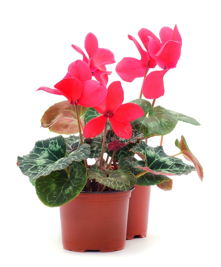 Red Cyclamen in a Pot Isolated Stock Image - Image of colorful, bright ...