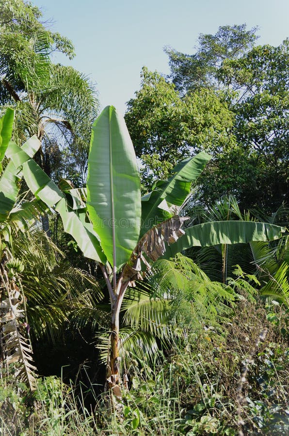 Red Dacca Bananas Growing in the Woods Stock Photo - Image of plant ...