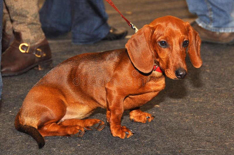Red dachshund dog stock photo. Image of winner, dachsie - 44848108