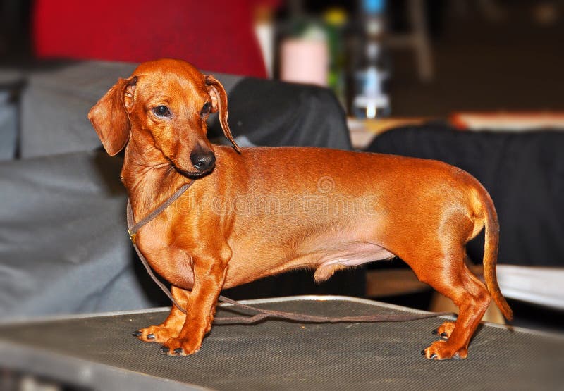 Red dachshund dog stock image. Image of color, nursery - 46905659