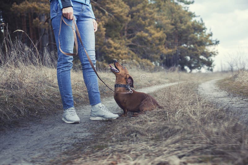 Red Dachshund Dog Walking with His Owner in a Pine Forest Stock Image ...