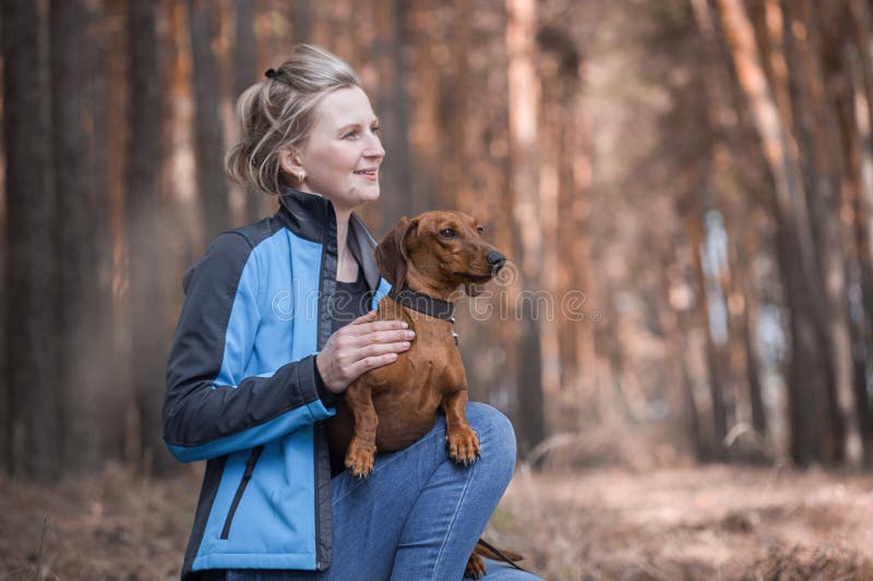 Red Dachshund Dog Walking with His Owner in a Pine Forest Stock Image ...