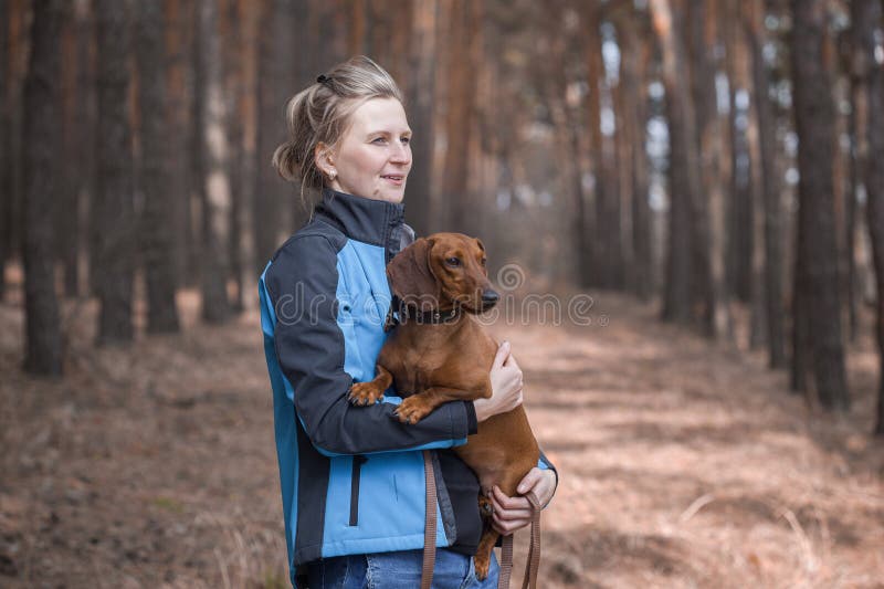 Red Dachshund Dog Walking with His Owner in a Pine Forest Stock Image ...