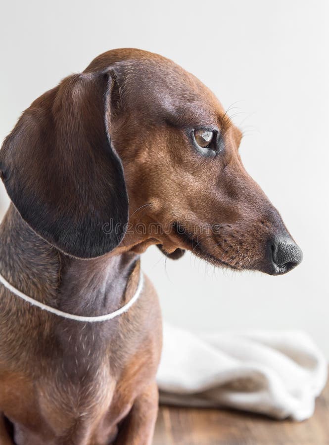 Red Dachshund Dog on Wooden Table Stock Image - Image of flop ...