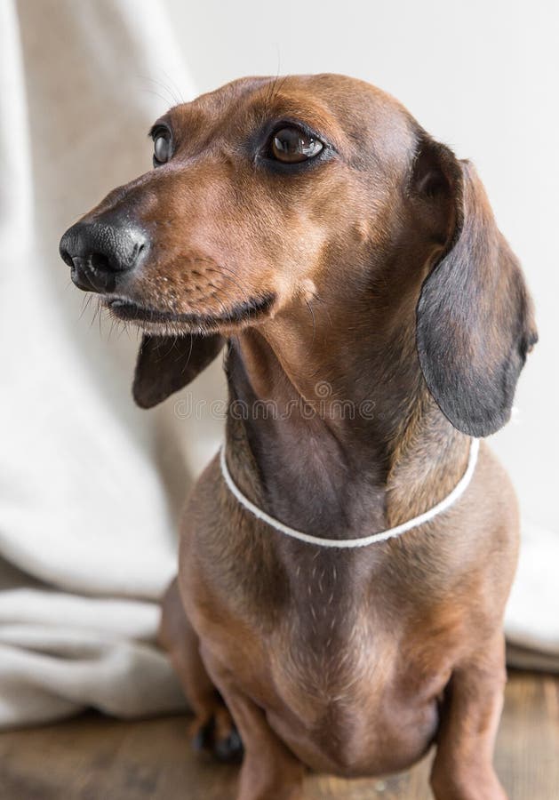 Red Dachshund Dog on Wooden Table Stock Photo - Image of blue, mammal ...