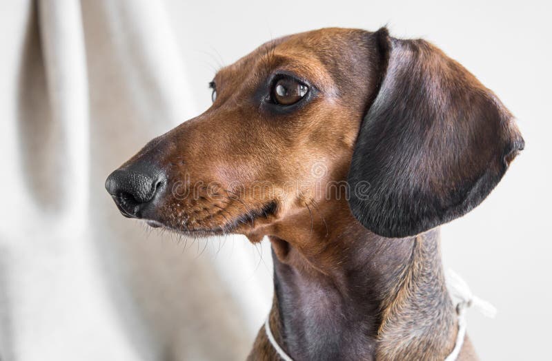 Red Dachshund Dog on Wooden Table Stock Photo - Image of isolated ...