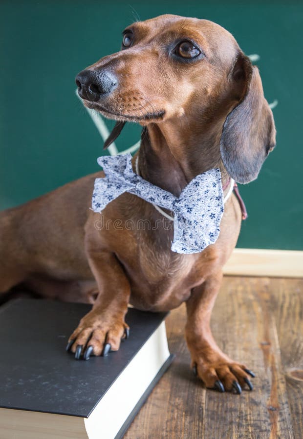 Red Dachshund Dog on Wooden Table Stock Image - Image of humor, chair ...