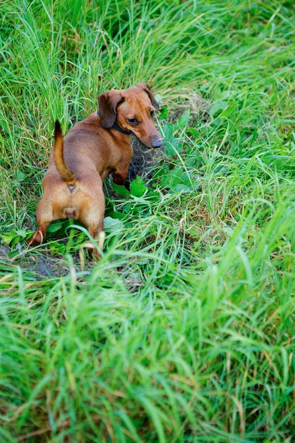 Red Dachshund Hunting among the Green Grass Stock Image - Image of ...