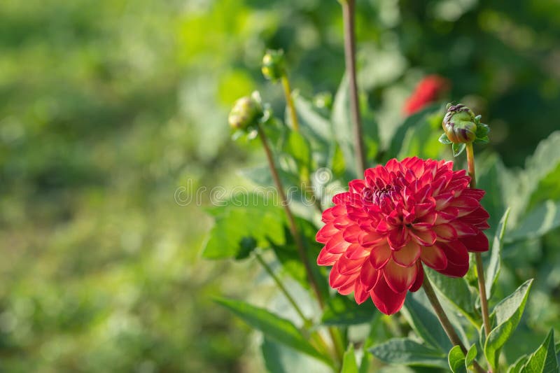 Red Dahlia Blossom (Dahlia). Stock Image - Image of copy, blossom ...