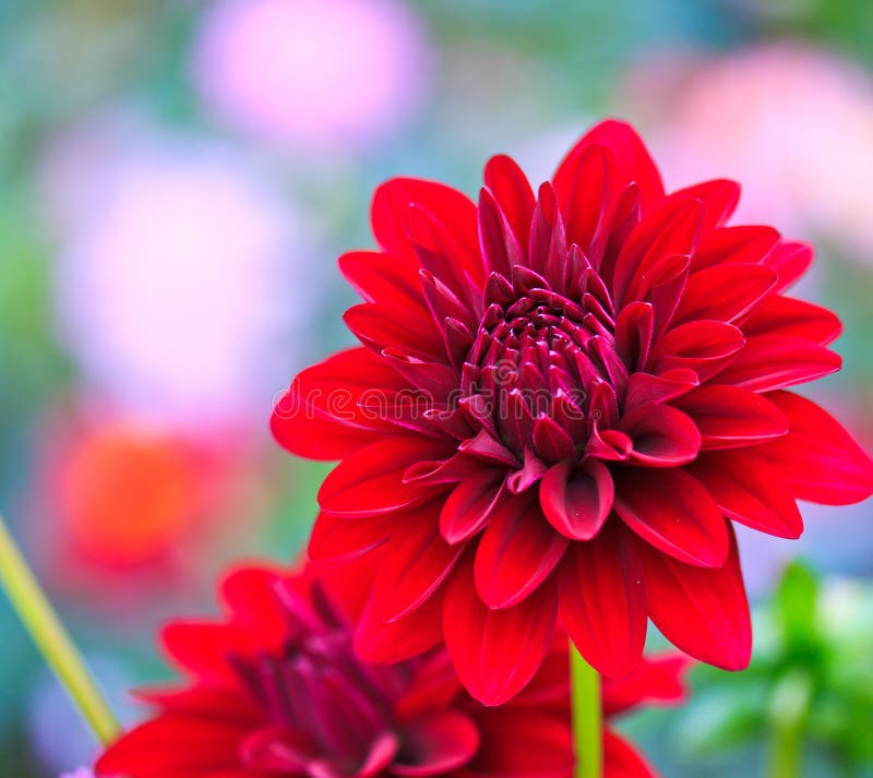 Red dahlia stock photo. Image of love, botany, design - 35098084