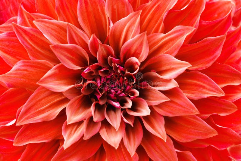 Red Dahlia flower stock image. Image of petal, closeup - 27904631