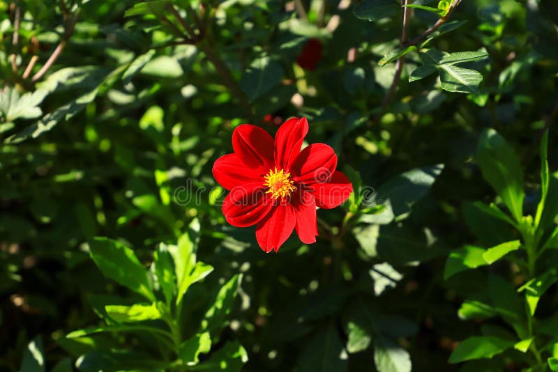 Red Dahlia Flower in the Center of Green Leaves Stock Photo - Image of ...