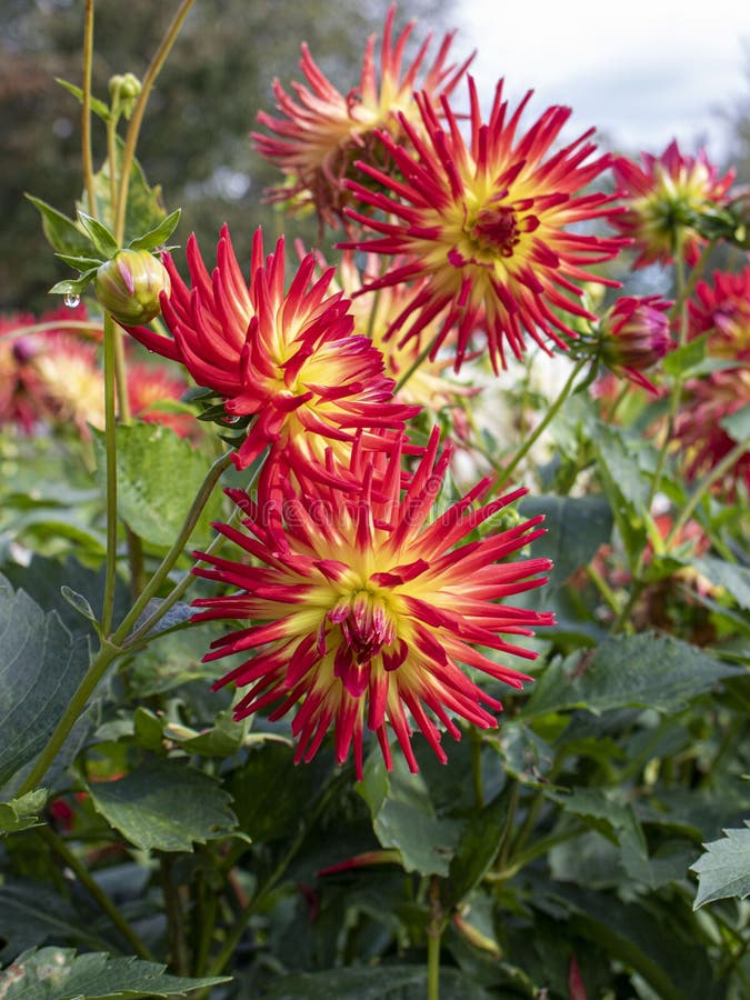 Red Dahlia. stock image. Image of bush, dahlia, season - 162333641
