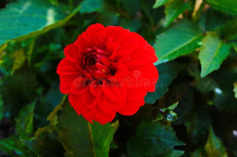 Red Dahlia Flower, Light Red Flower Stock Photo - Image of natural ...