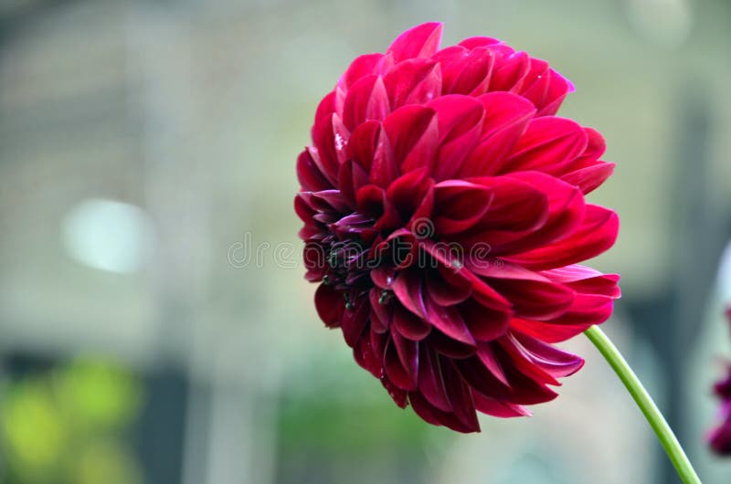 The propeller stock image. Image of dahlia, propeller - 138830555