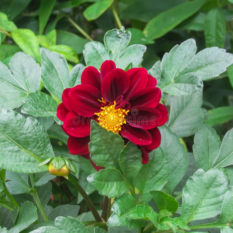 A Red Dahlia in a Green Garden. Square Format Stock Photo - Image of ...