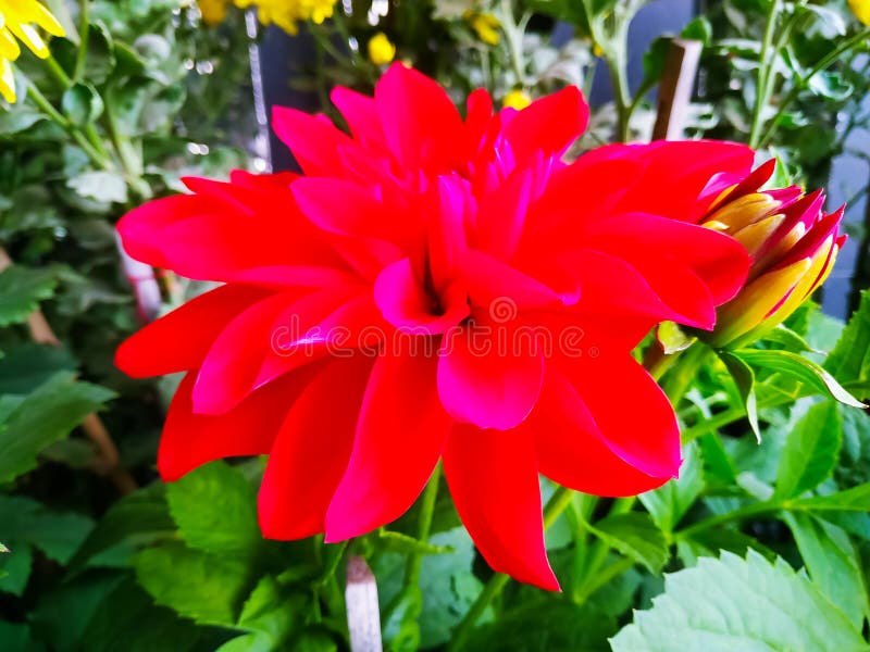 Red Dahlia Dahlia Pinnata, in Detail Stock Image - Image of flora ...