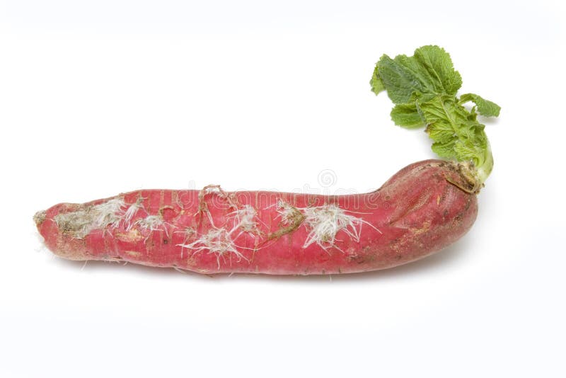 Red Daikon or Mooli stock image. Image of ripened, root - 6948535