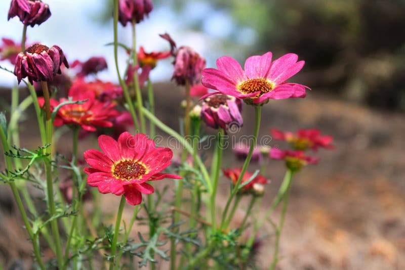 Red Daisies at Dusk. Macro Image Stock Image - Image of capture, flower ...