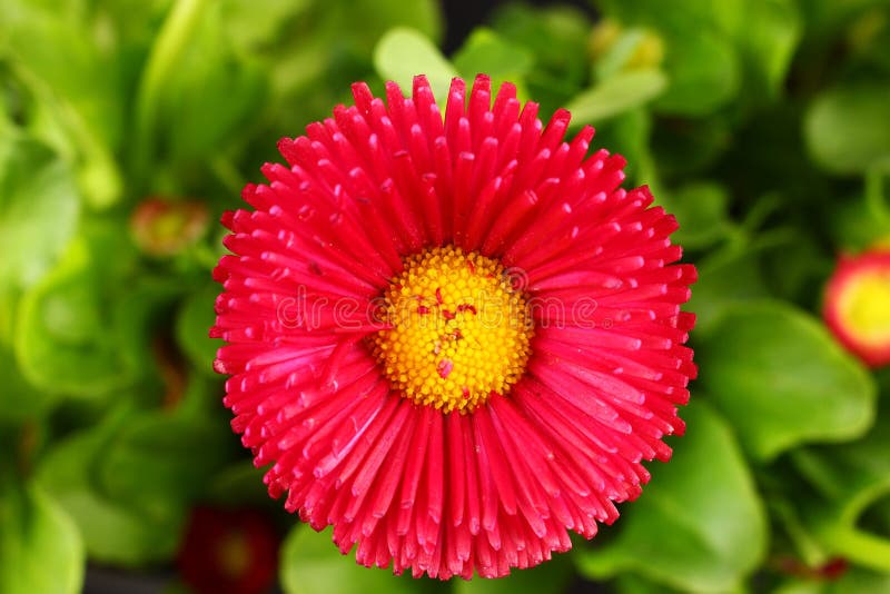 Red daisies flowers stock photo. Image of spring, floral - 227888984