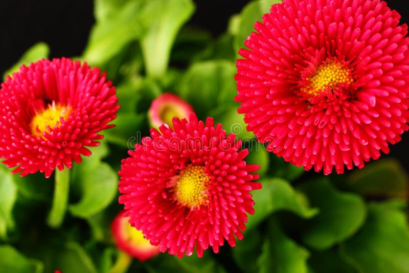 Red daisies flowers stock photo. Image of gift, beauty - 227888992