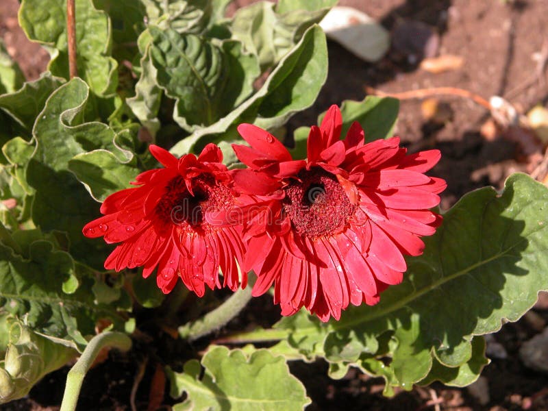 Red Daisies in the Garden stock photo. Image of crimson - 45307710