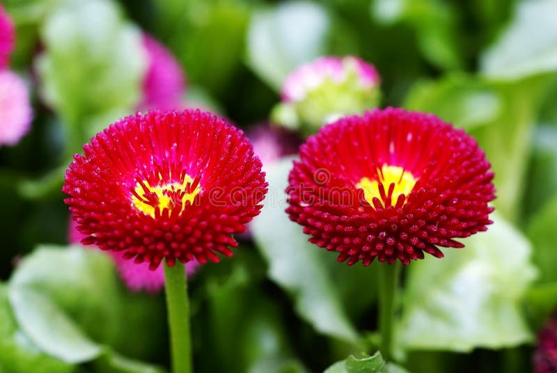 Red daisy stock photo. Image of macro, botanical, daisy - 13814860