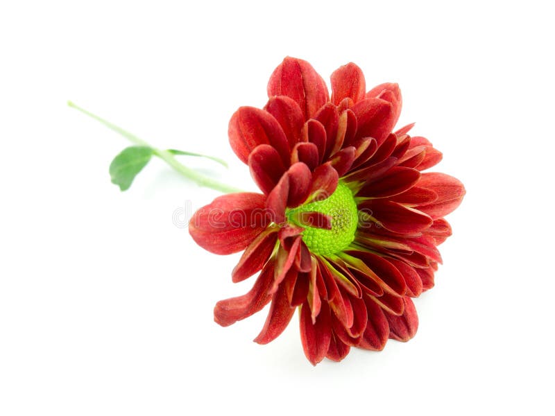 Red Daisy stock photo. Image of small, freshness, summer - 17483784