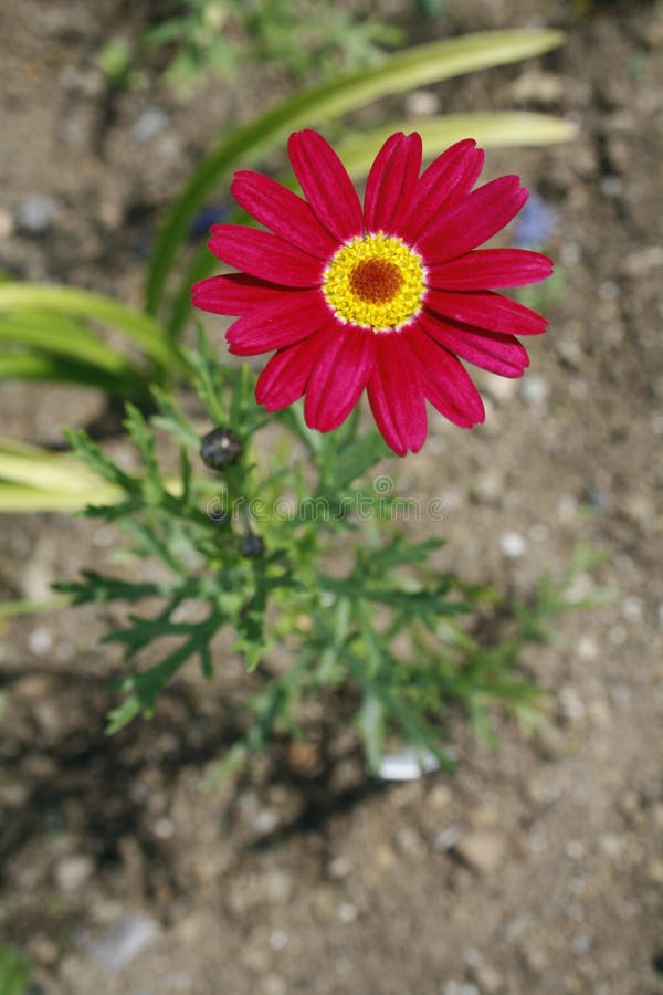 Red daisy stock photo. Image of herb, color, nature, unique - 22011158