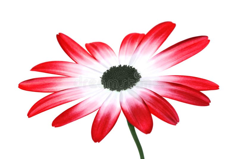 Red daisy stock photo. Image of flower, macro, close - 10093582